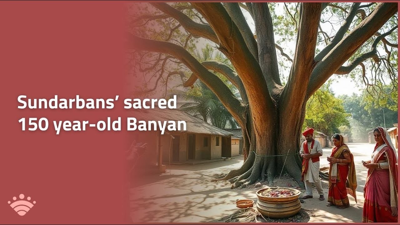 150 Years of Faith and Unity: The Story of Sundarbans’ Sacred Tree ...