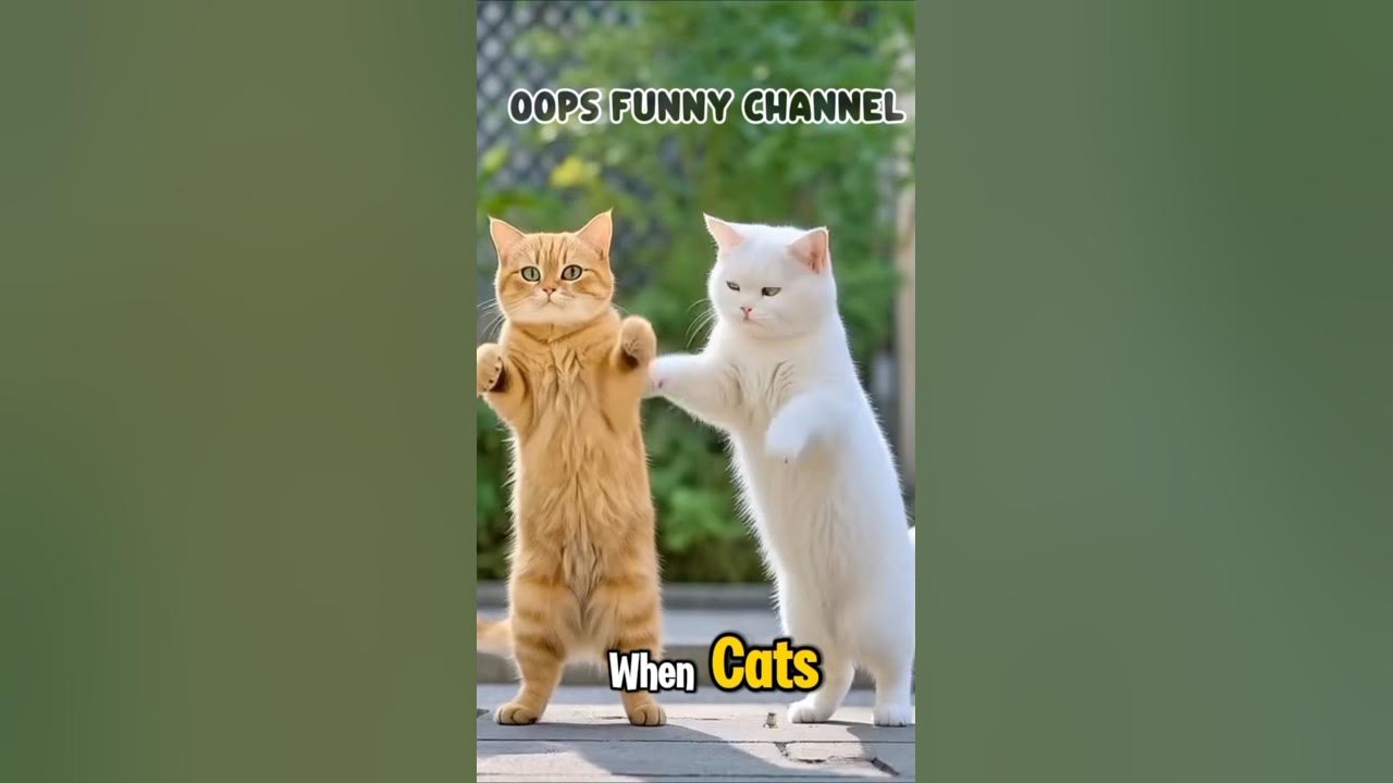 Oops! When Cats Dance 🙀😹#shorts #funnyvideo #storytime #msfunny #video - YouTube