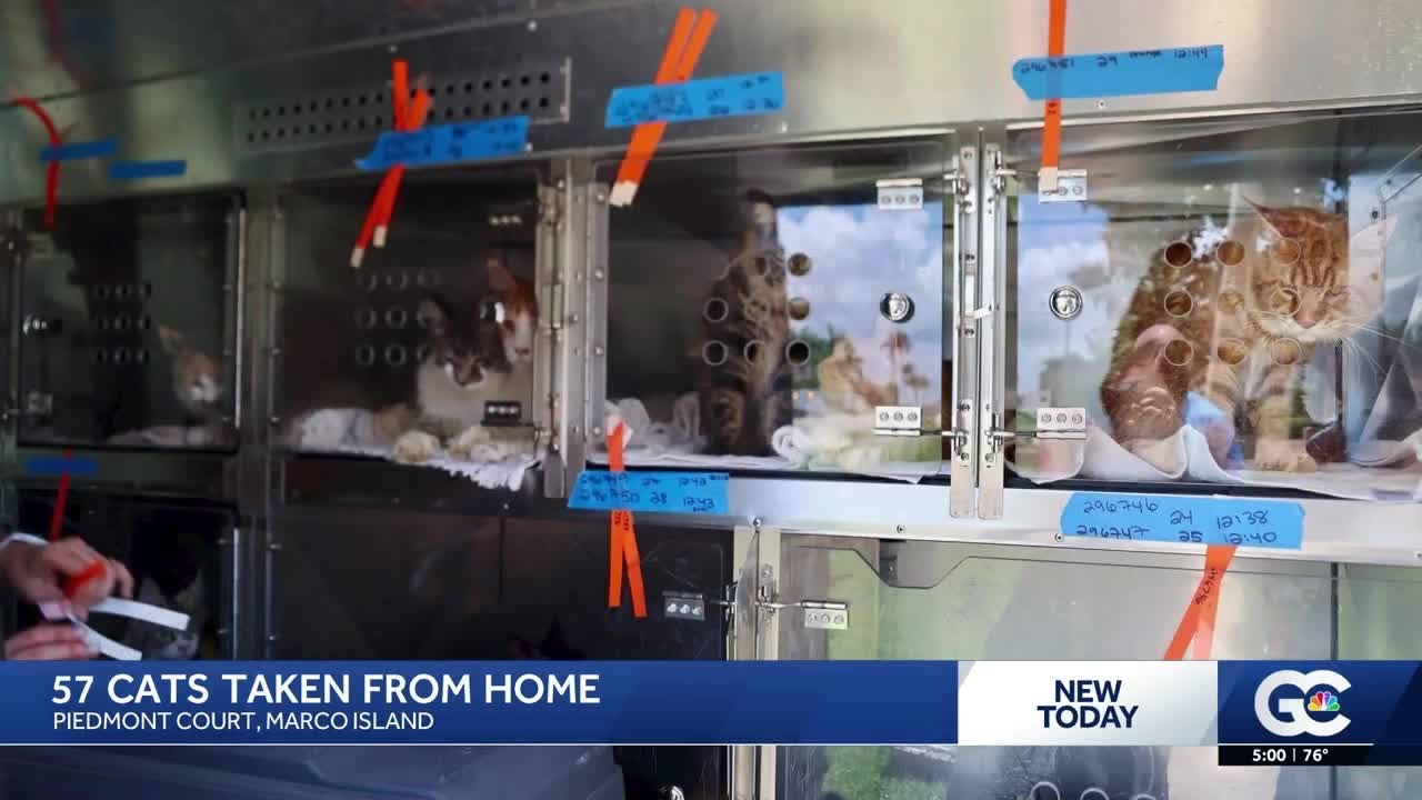 57 cats rescued from Marco Island residence, breeder couple faces ...