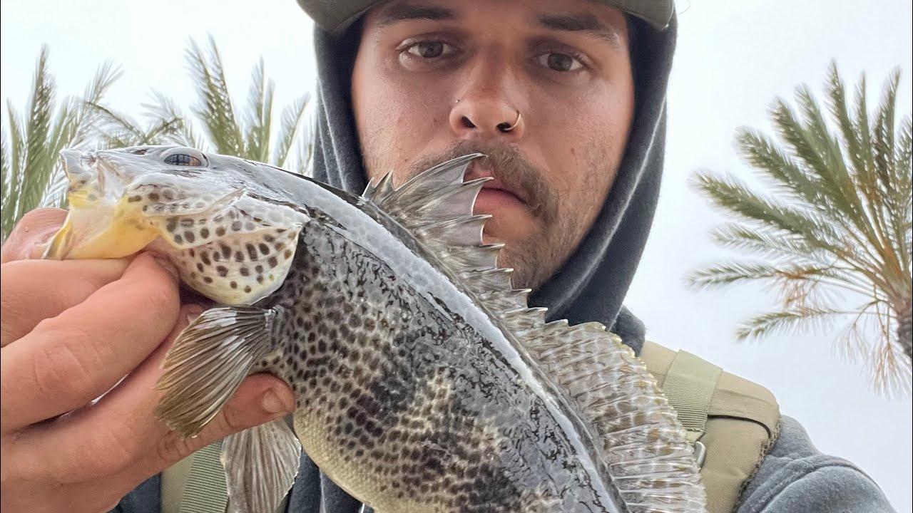 Spottie and Sand Bass Fishing with hookup baits - YouTube