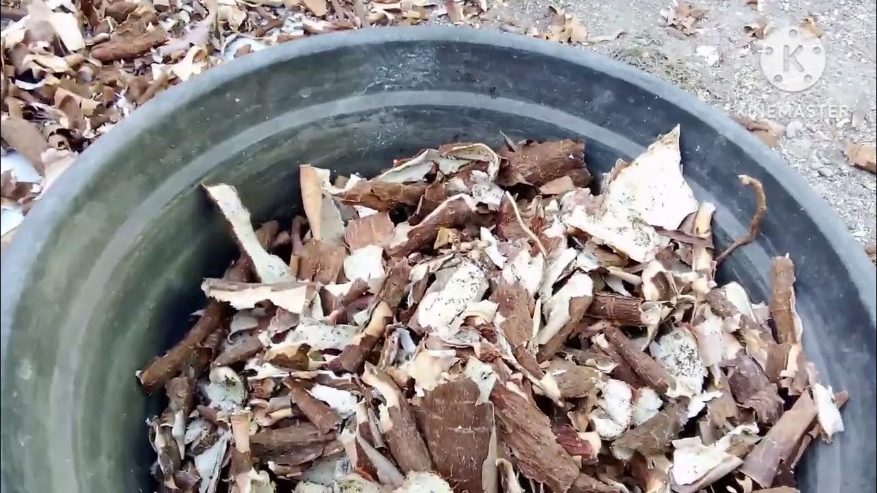 Cara terbaik mengolah kulit singkong sebagai pakan ternak @peternak muda magetan - YouTube