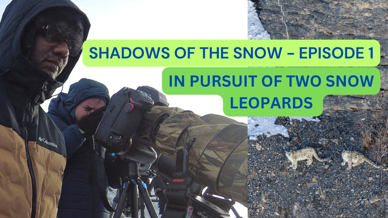 Snow Leopards - Shadows of the Snow (Episode 1) - YouTube