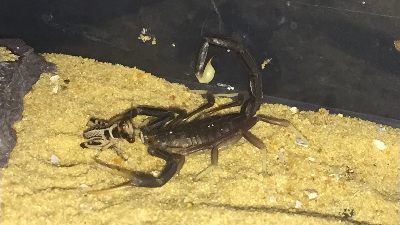 Black Death Stalker ( Leiurus Jordanensis ) Feeding And Miami Wolf ...