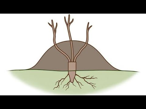 Mould/Stool Layering তথা গাছের গোড়ায় মাটি দিয়ে নতুন চারা তৈরি পদ্ধতি ...