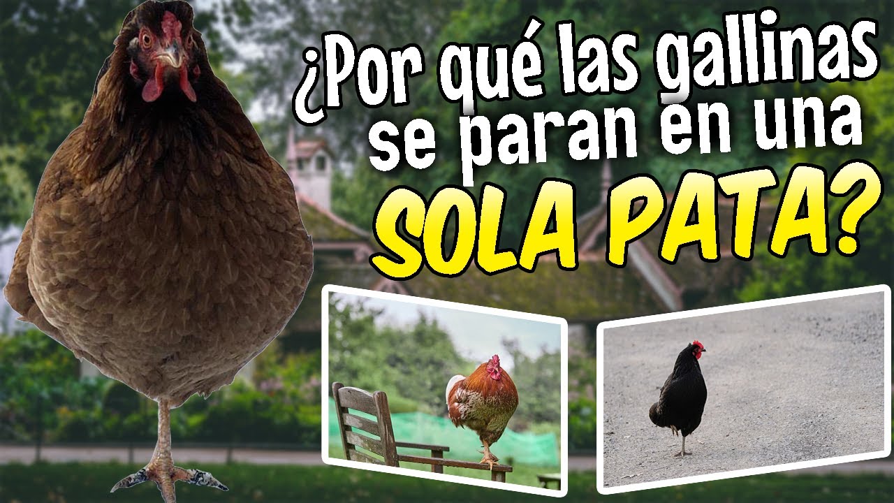 ¿Por qué las gallinas se paran en una sola pata? 🐔 - YouTube