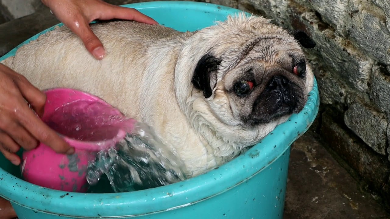 Pug dog bathing || SWAG || - YouTube