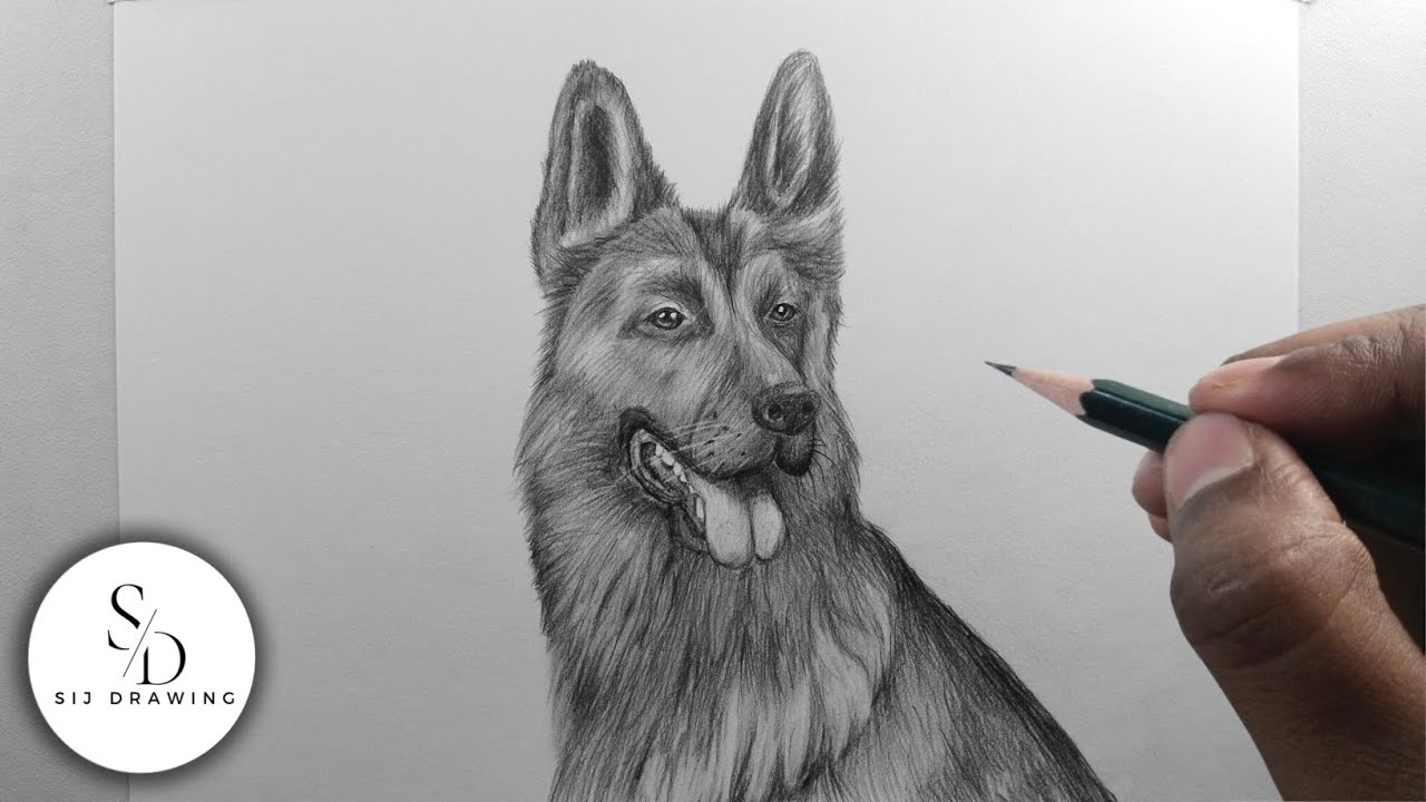 How To Draw A German Shepherd Sitting Down 3dRose Db_58161_1 German