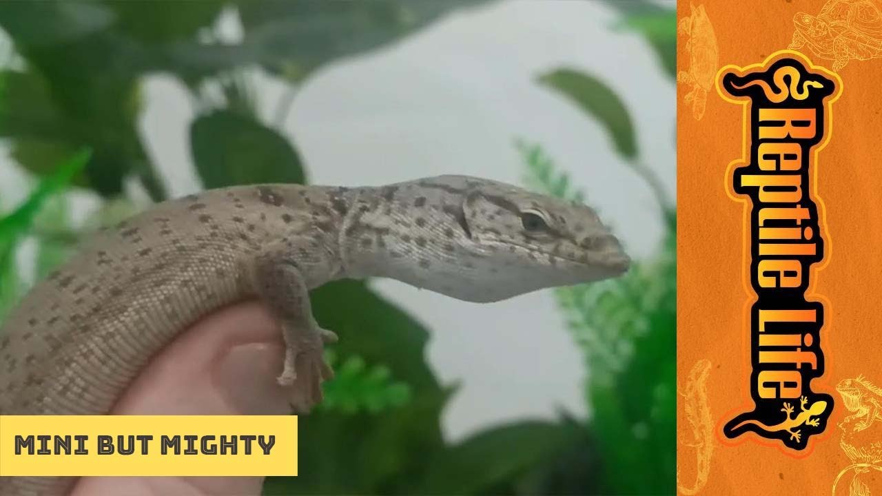 Pygmy Mulga Monitor (GIllens) | Reptile Life Ferntree Gully - YouTube