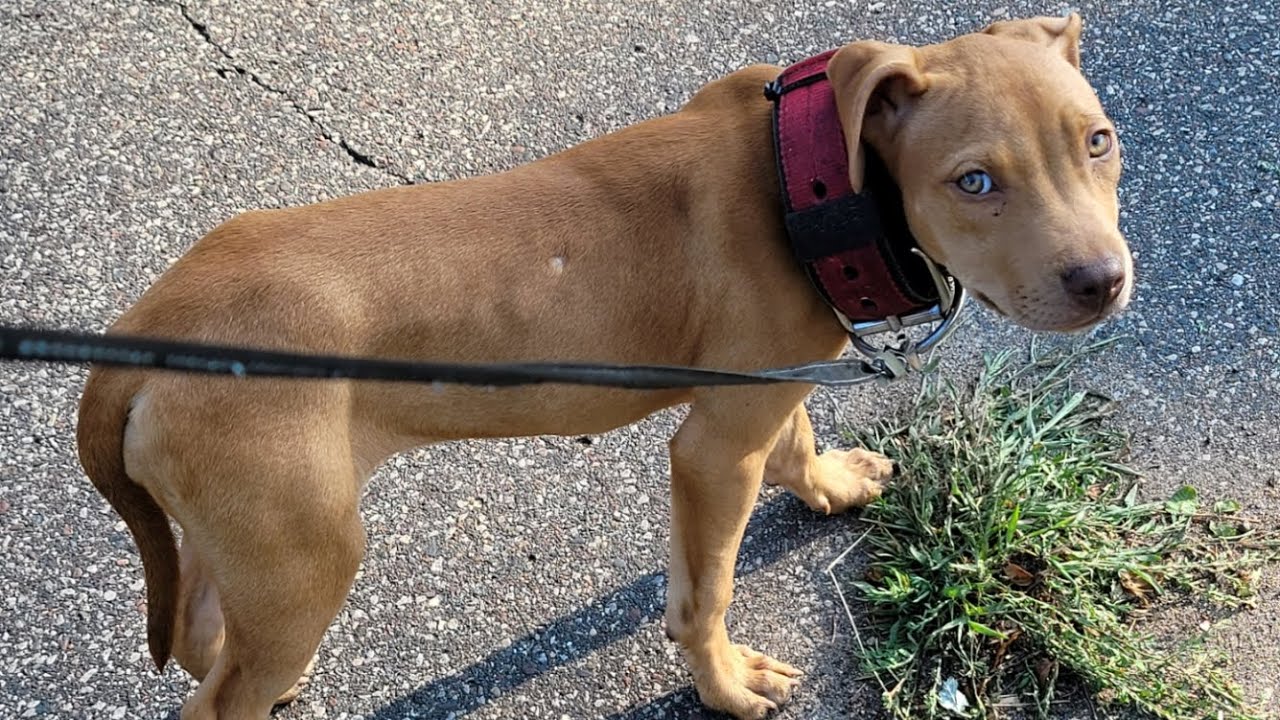 Twin City Bulldog Club *Live* Ruby Red Walking progress - YouTube