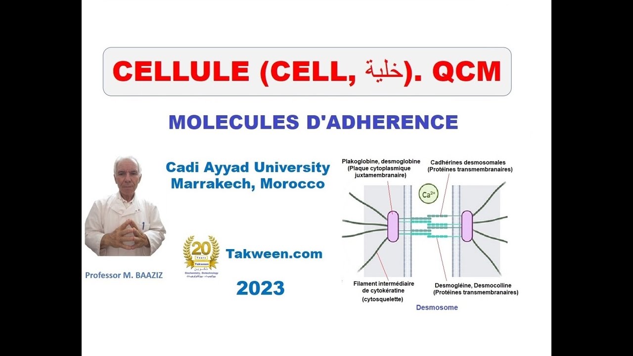 Cellule. Molécules d'adhérence (QCM). Adhérences cellule-cellule et ...