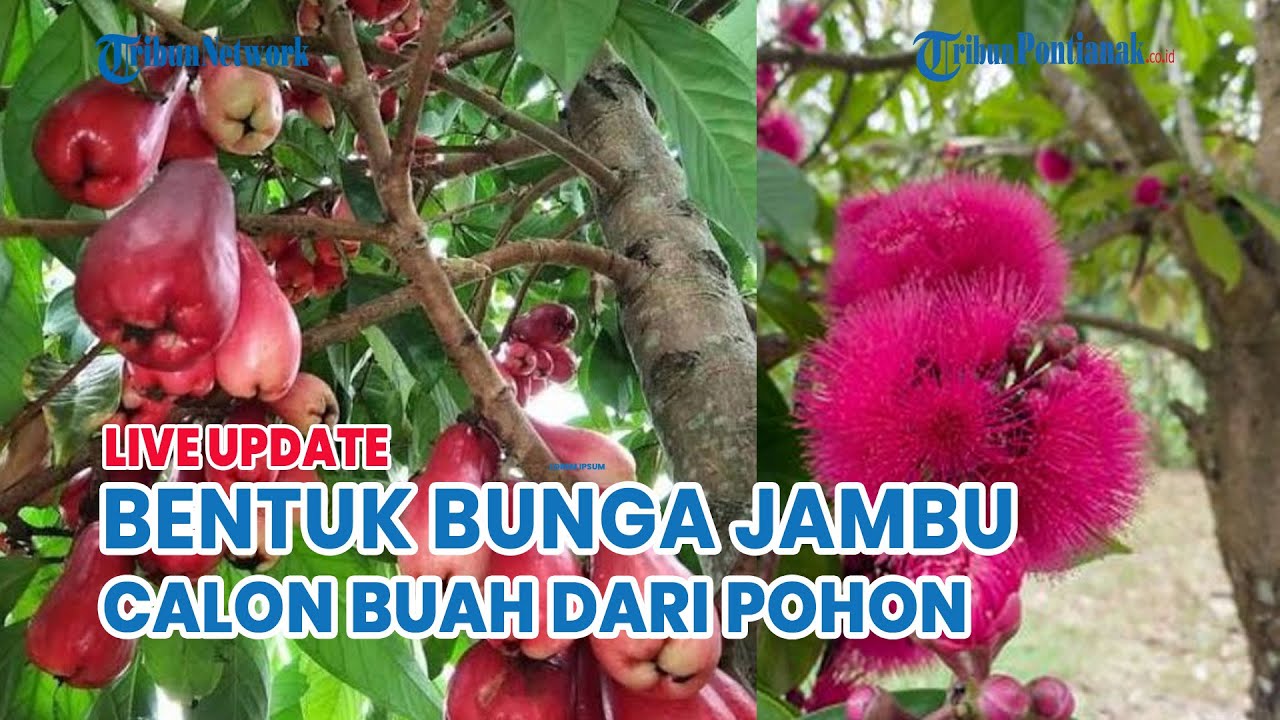 🔴 Penampakan Bunga Jambu, Calon Buah Perdana dari Pohon Jambu Merah ...