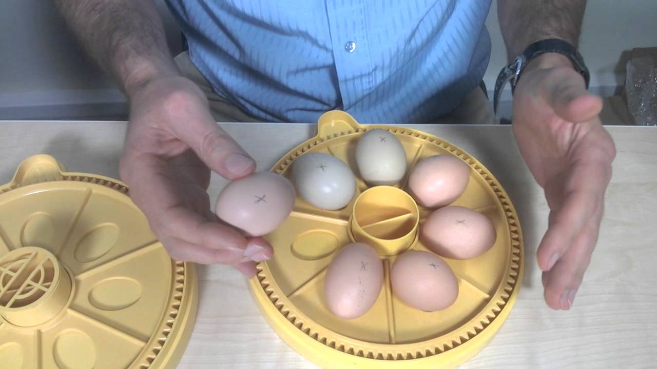 Brinsea Mini Advance Clip 5 Setting eggs in the Mini Advance incubator ...