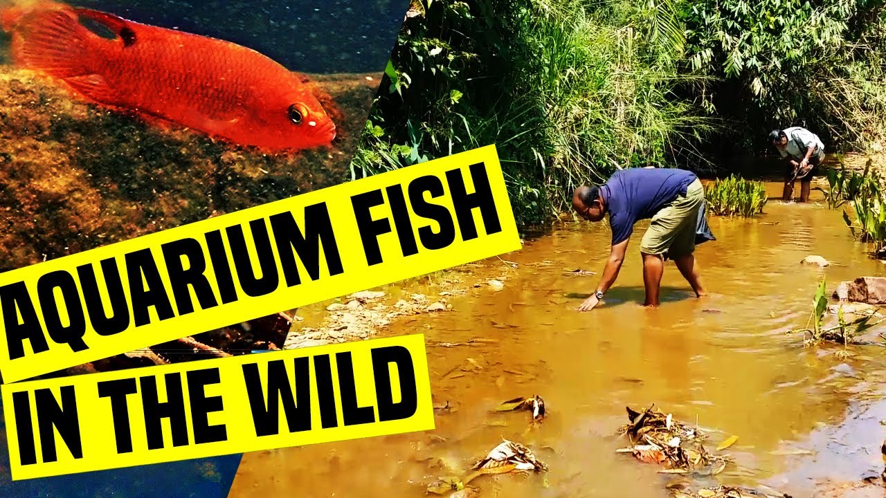 In Search of Aquarium Fish in The Wild (Ceylonese combtail - Thalkossa ...