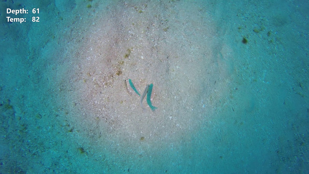 Scuba Diving Wonderful Reef (Guanaja, Honduras 2016) - YouTube