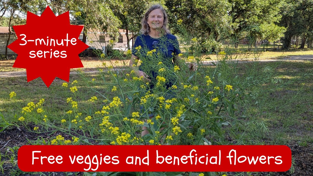 Volunteer plants can keep your garden healthy and your table abundant ...