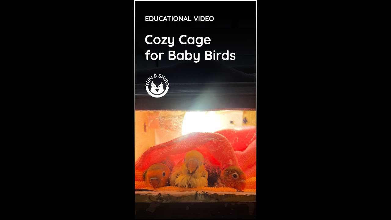 How to Set Up a Perfect Cage for Baby Birds | How to Take Care of Baby ...