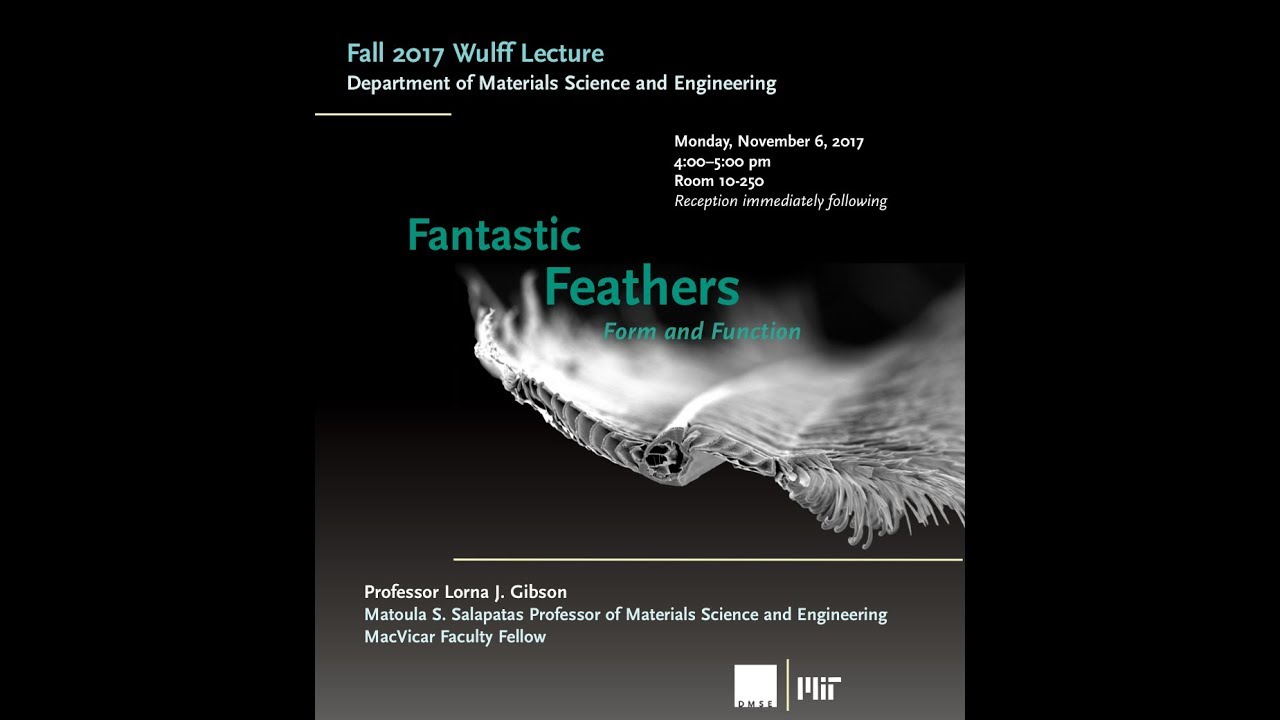 Fantastic Feathers: Form and Function - YouTube