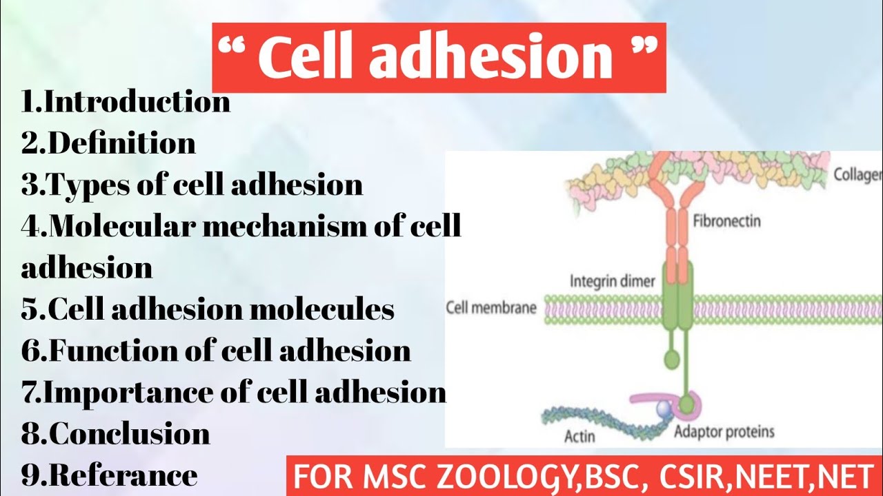 Cell adhesion | Types of cell adhesion | Molecular Mechanism of cell ...