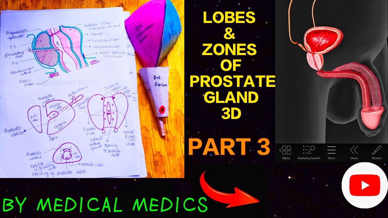 Lobes of Prostate Gland | Zones of Prostate Gland | Part 3 | Medical ...