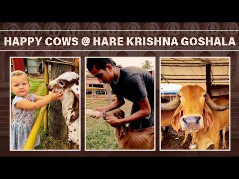 Happy Cows at Goshala | ISKCON Goshala | Cow Protection Goraksha | Love ...
