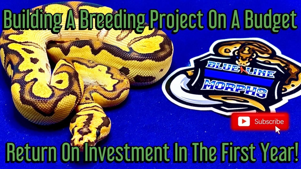 Building A Breeding Project On A Budget : Get A Return On Investment In ...