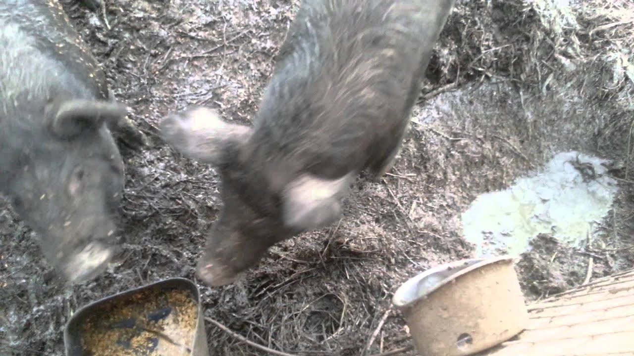 Korean native pig - YouTube