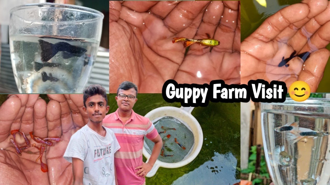 Guppy Fish Farm Visit|Biggest Guppy Farm Visit|Electric Blue, Dragon🐉 ...