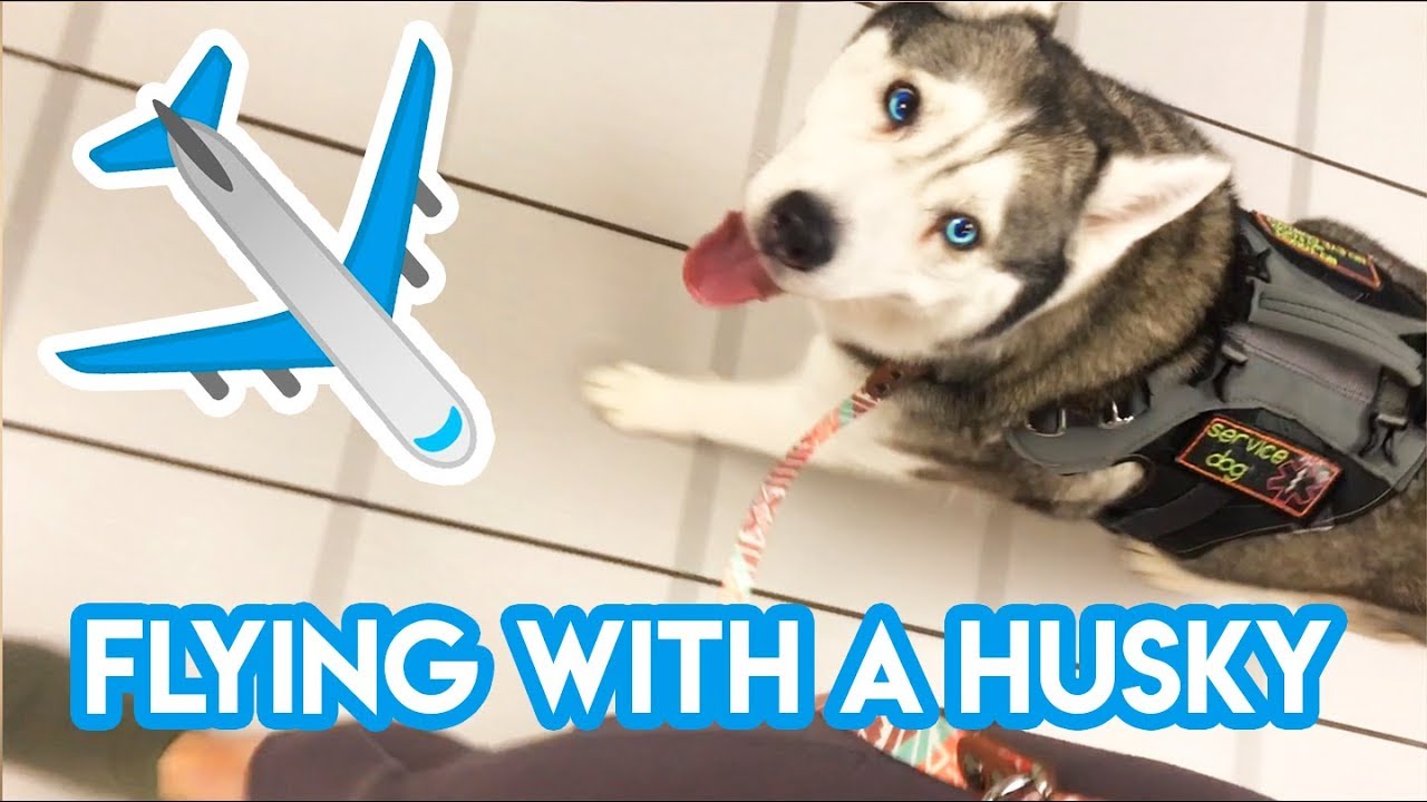 Complete Guide To Flying With A Service Dog W FOOTAGE YouTube complete-guide-to-flying-with-a-service-dog-w-footage-youtube