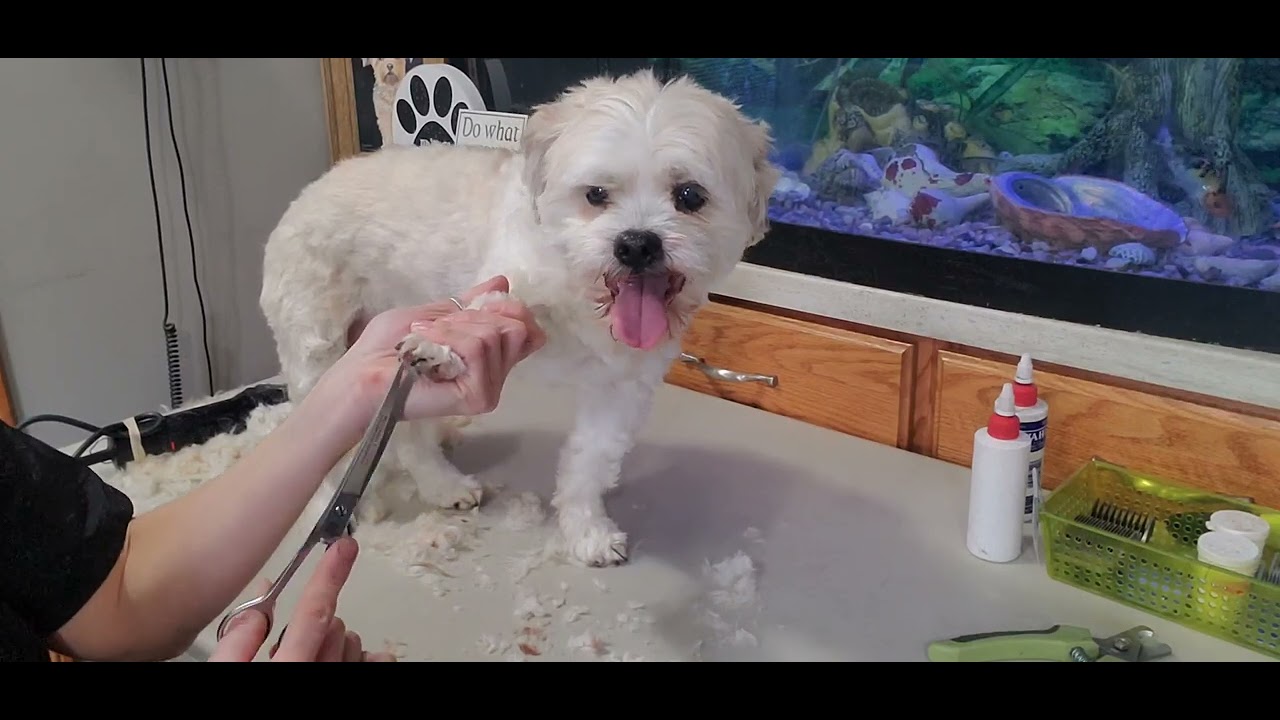 Bichon/Shih-Tzu dog grooming, #5 blade, trim body & face, feet, nail ...