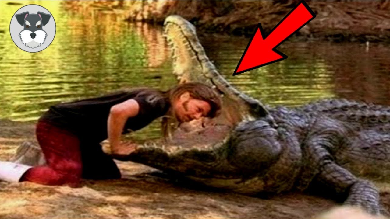 5 terribles ataques de animales a humanos || ¿Tú qué harías? - YouTube