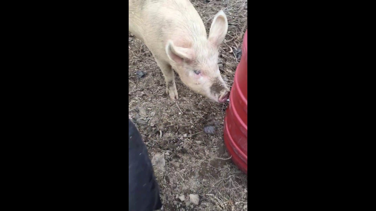 DIY Food Barrel Pig Waterer - YouTube