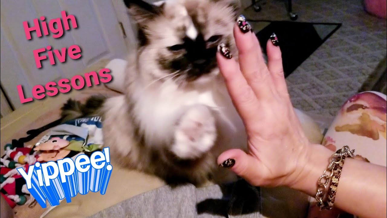 Teaching Monkey How To High Five | Getting Off To A Good Start - YouTube