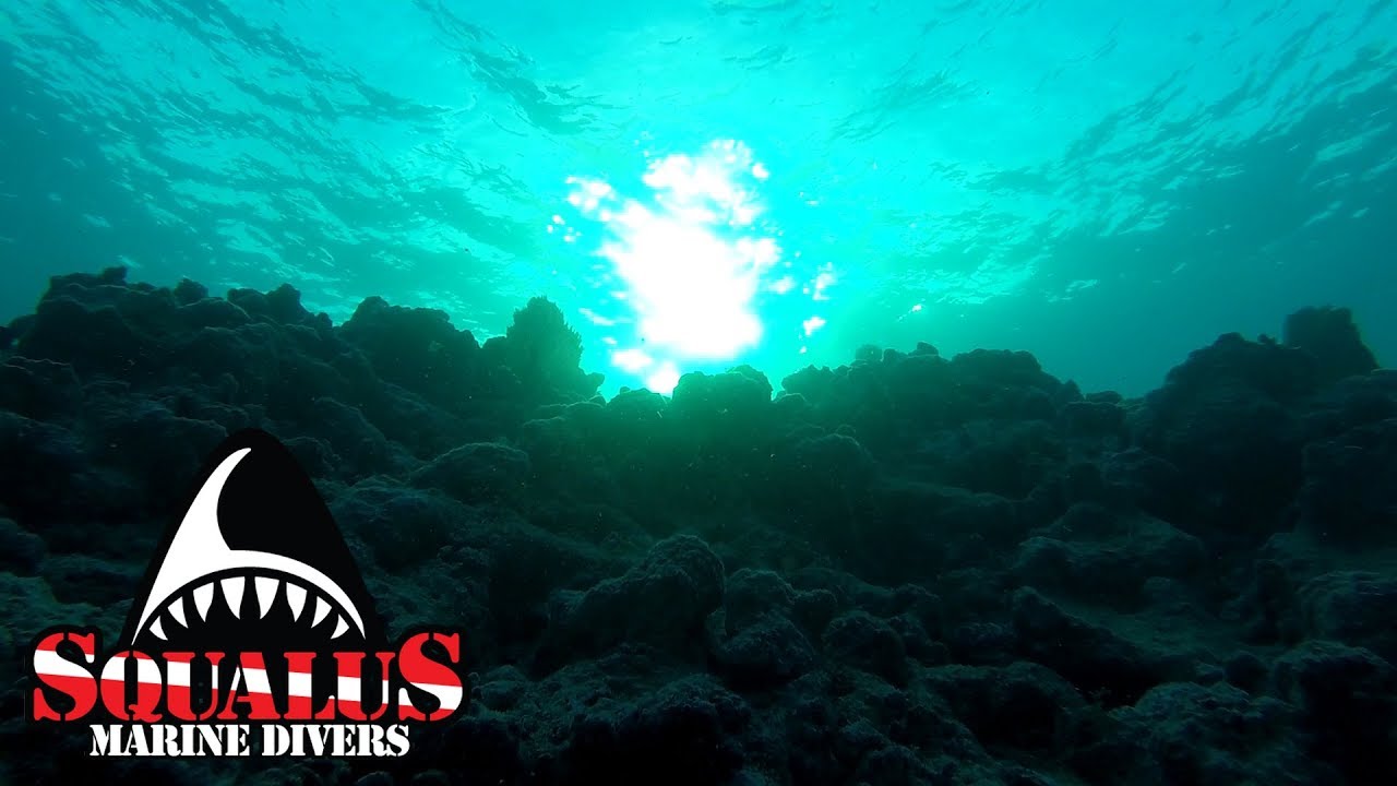 EXPLORING CONCH REEF FLORIDA KEYS -SQUALUS MARINE DIVERS - YouTube