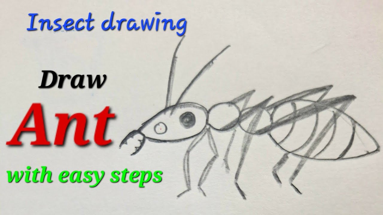 Ant drawing easy , How to draw ant easy, Insect drawing easy for kids ...