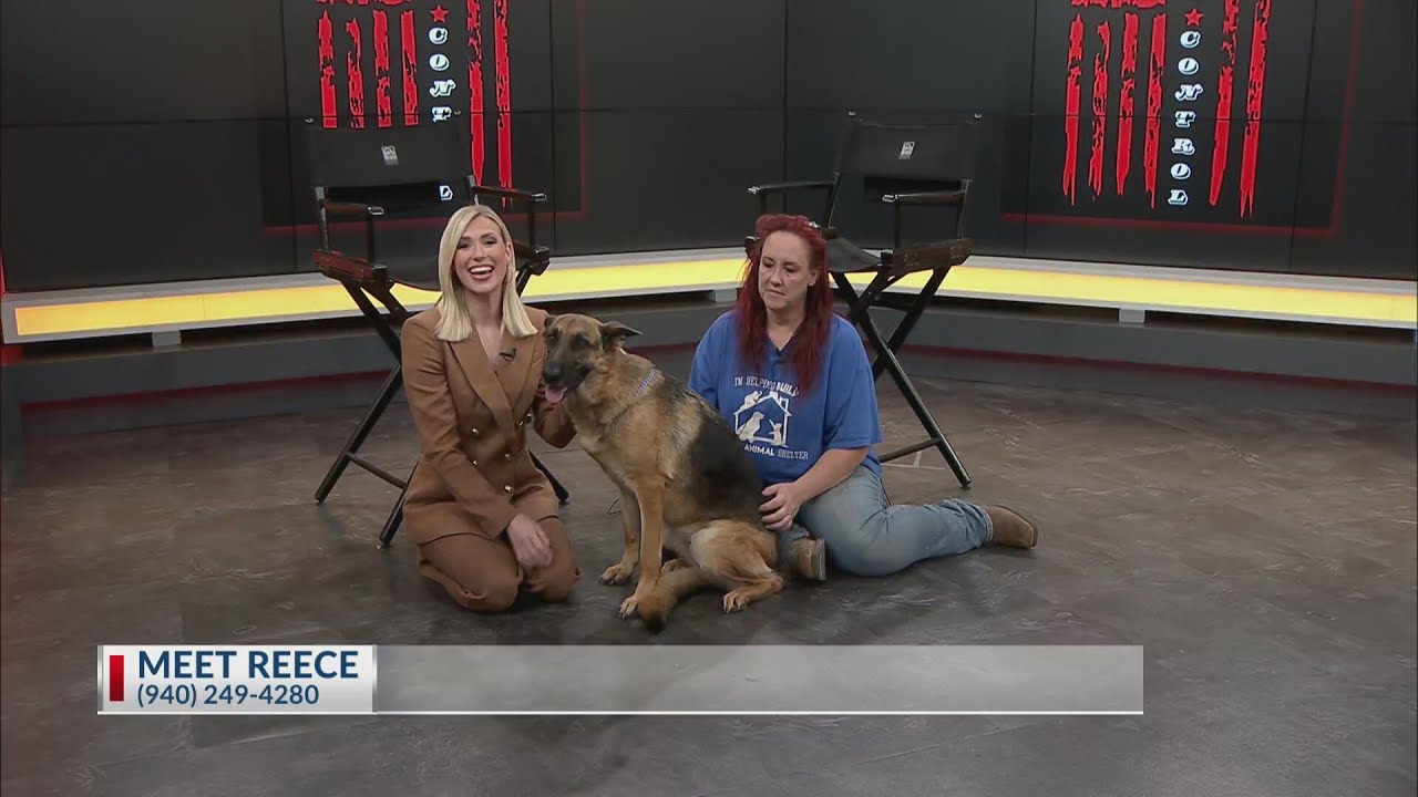 Meet Reece: 3 1/2 year old German shepherd ready for your attention ...