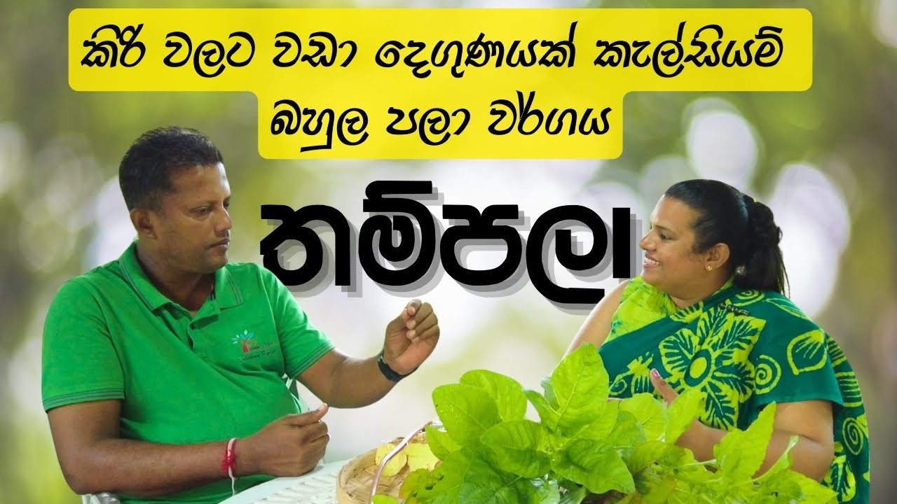 කිසිම වියදමක් නැතුව ගෙදරම පැල කර ගන්න පුලුවන් තම්පලා ශාකය | Thampala ...