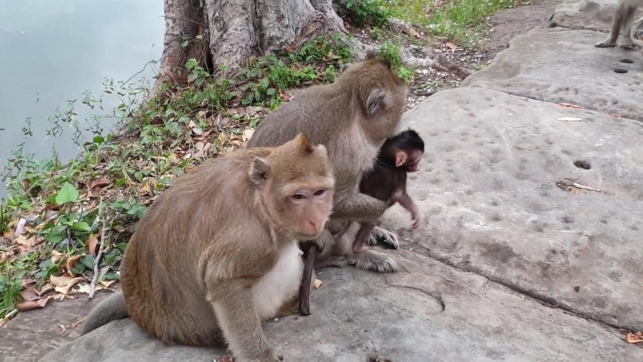 Brittany Baby Monkey & Leyla Mother Lucas Looking for the fruit from ...