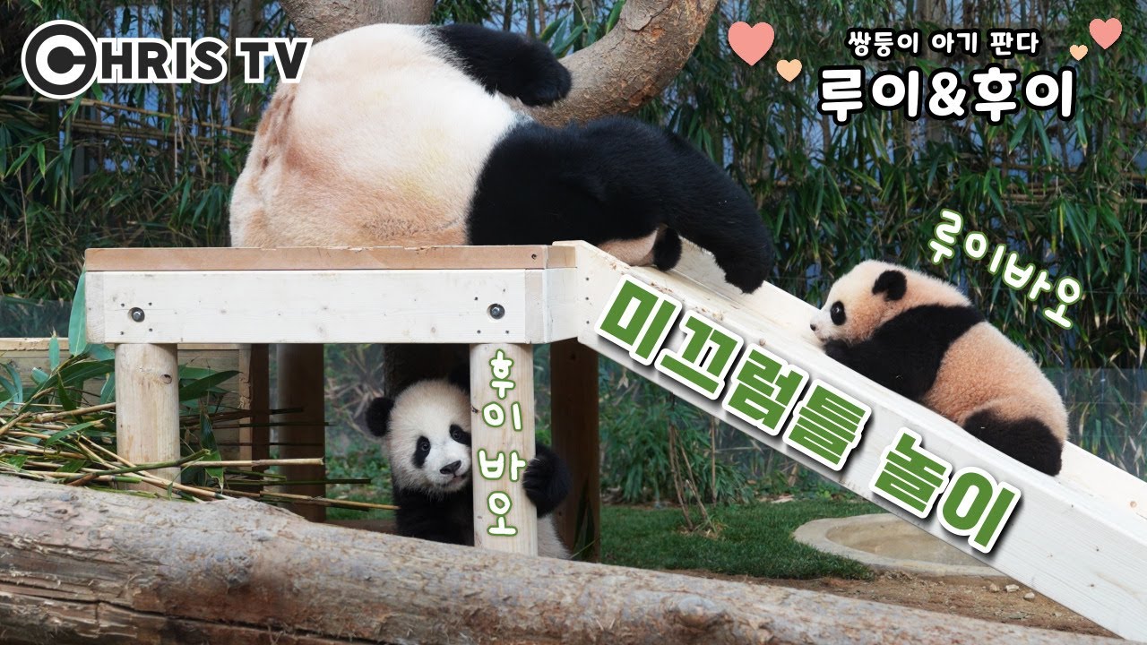️러블리 바오걸즈 ️개구쟁이 루이바오와 미소천사 후이바오🥰 에버랜드 아이바오 루이바오 후이바오 크리스티비 Rui Hui Christv 20240113
