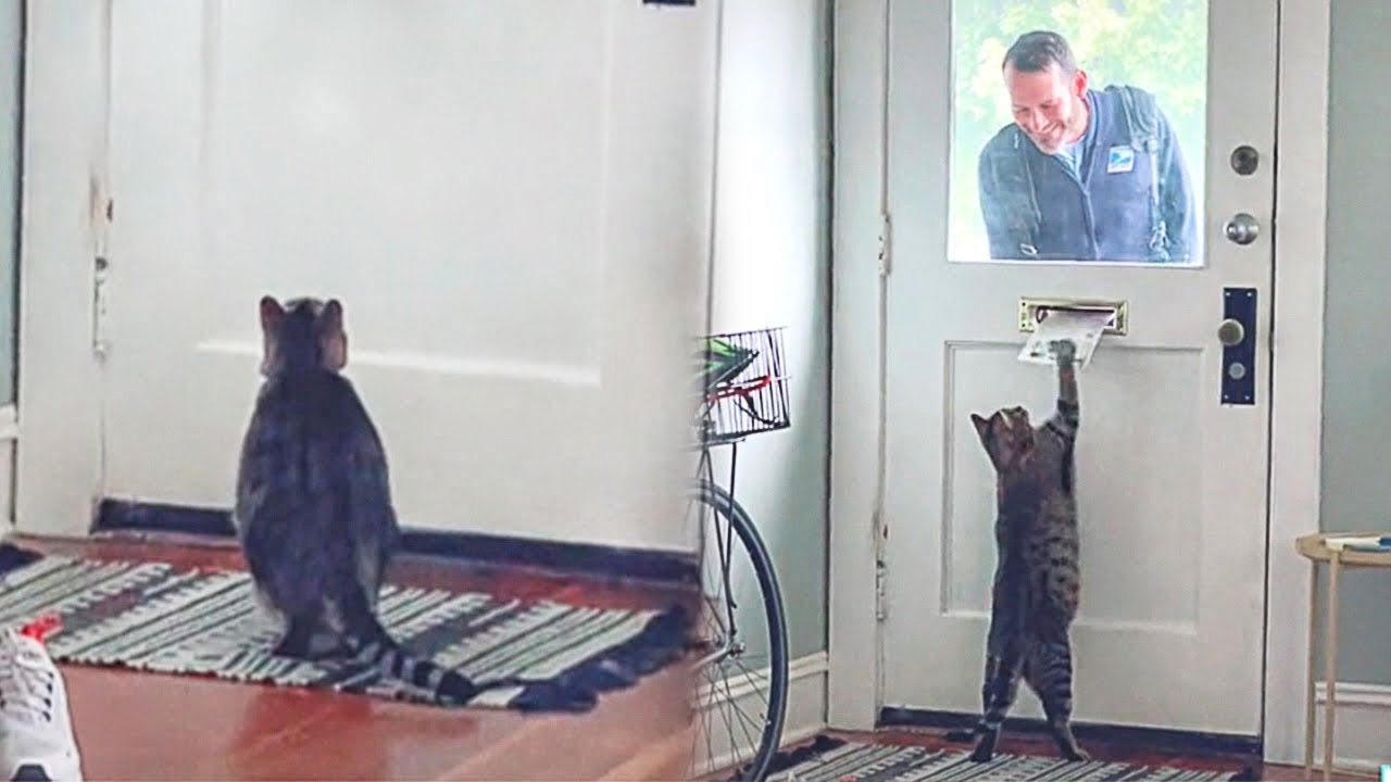 Cute Mailman Brings Joy Every Morning To The Cat, Who's His Biggest Fan ...