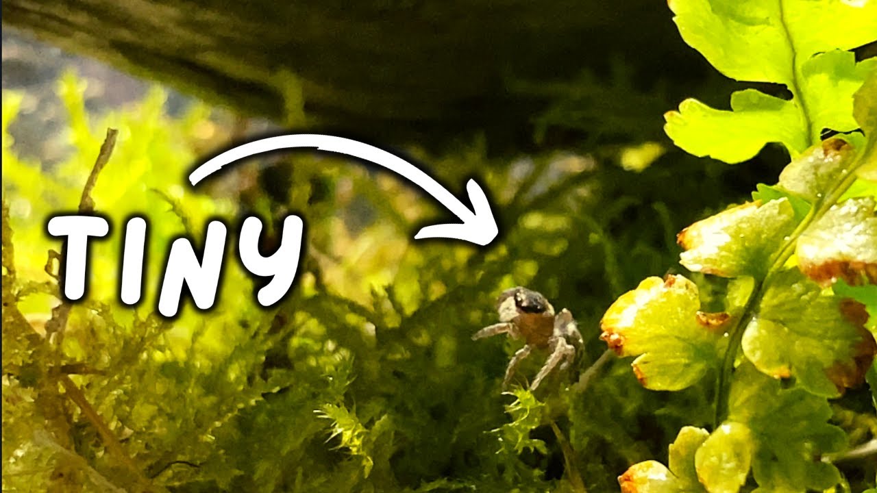 I Turned a Candy Jar into a Tiny Jumping Spider Garden (terrarium) - YouTube