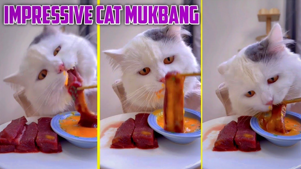 MUKBANG~A plate of blood-red New Zealand venison ~CAT CUTEMOMENT # ...