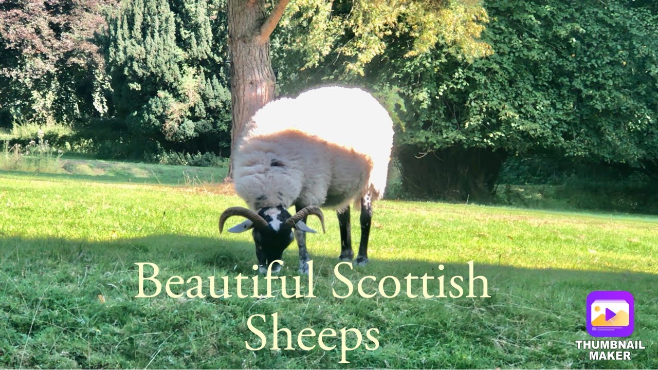 Beautiful Scottish Sheeps/ Murdostoun Castle Scotland/ Sheep Farming in ...