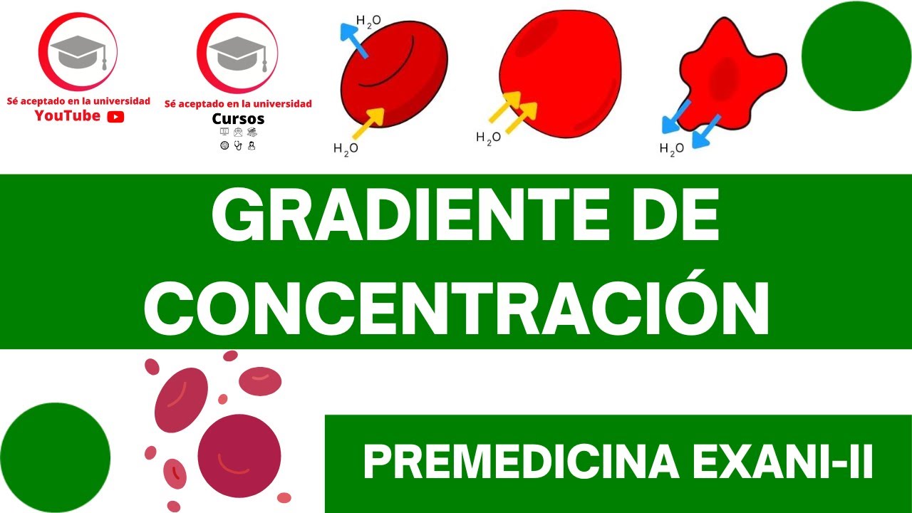 GRADIENTE DE CONCENTRACIÓN DE LOS TIPOS DE SOLUCIÓN | CLASE 13 DEL ...