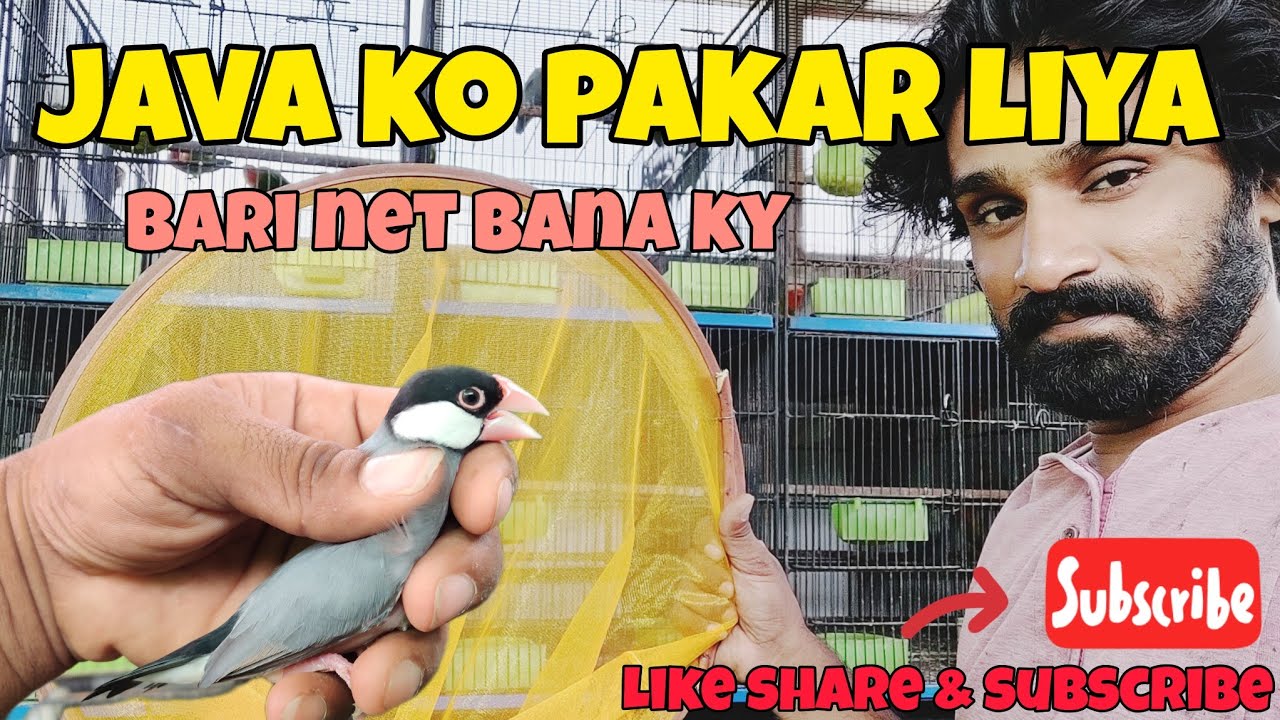 Sb java ko finally pakar lia or new colony my shift #java #2023 #colonybreeding - YouTube