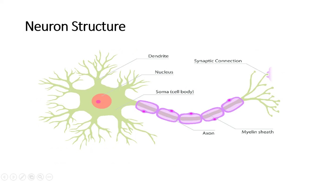 Neuron and their structure (Grade VIII G-Sci) - YouTube
