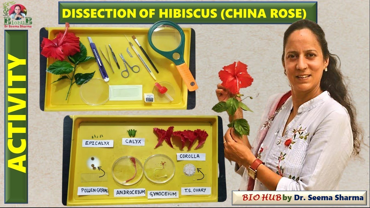 Dissection of Hibiscus rosa-sinensis (China Rose) - YouTube