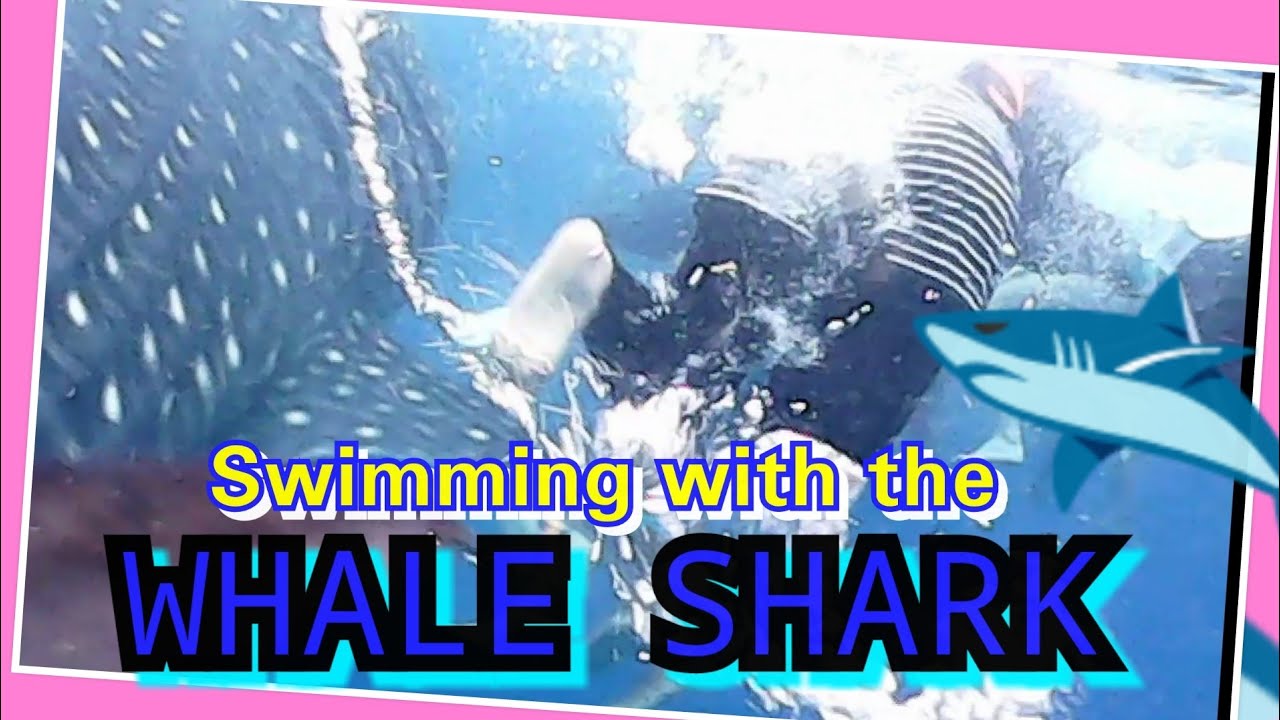 Swimming with the whale shark. Tanawan , Cebu City - YouTube