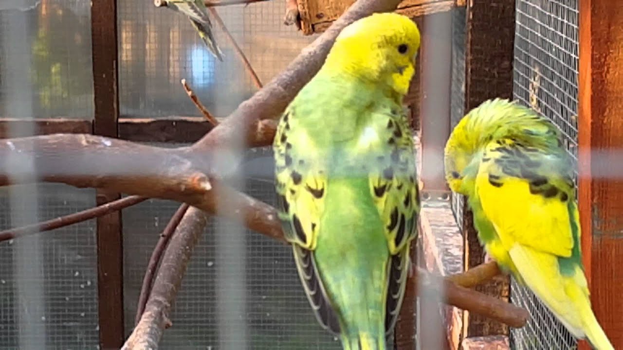 Papugi faliste (Nidzica) - YouTube