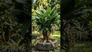 This Tiny Plant Is Full of Cardamom Pods?! 😳#shorts #viral #trending