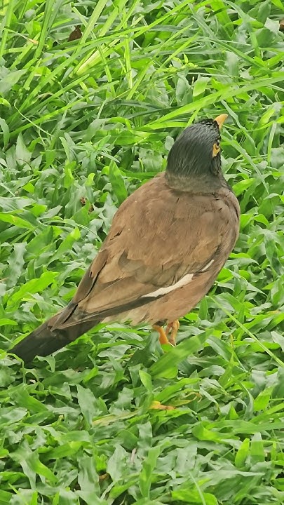 Common Myna Birds Beautifulbird Birds Birdsounds Bird Nature Birdsoun Myna Wildlife